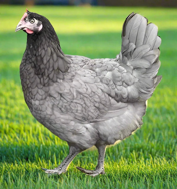 Bluebell (Blue Marans) chickens – Chartley Chucks